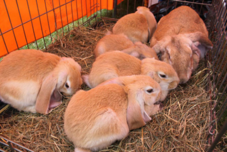 Accommodation | Cholderton Rare Breeds Farm